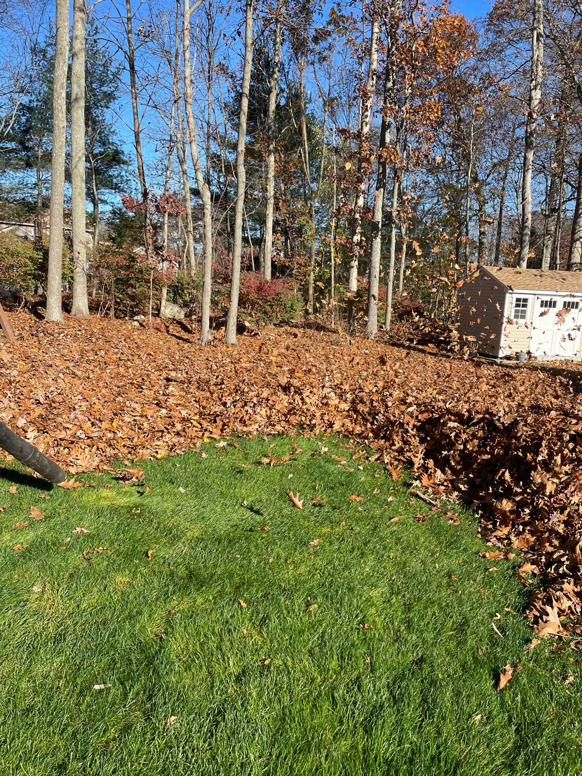 Fall Clean Up - Yard Clean Up - Free Estimate